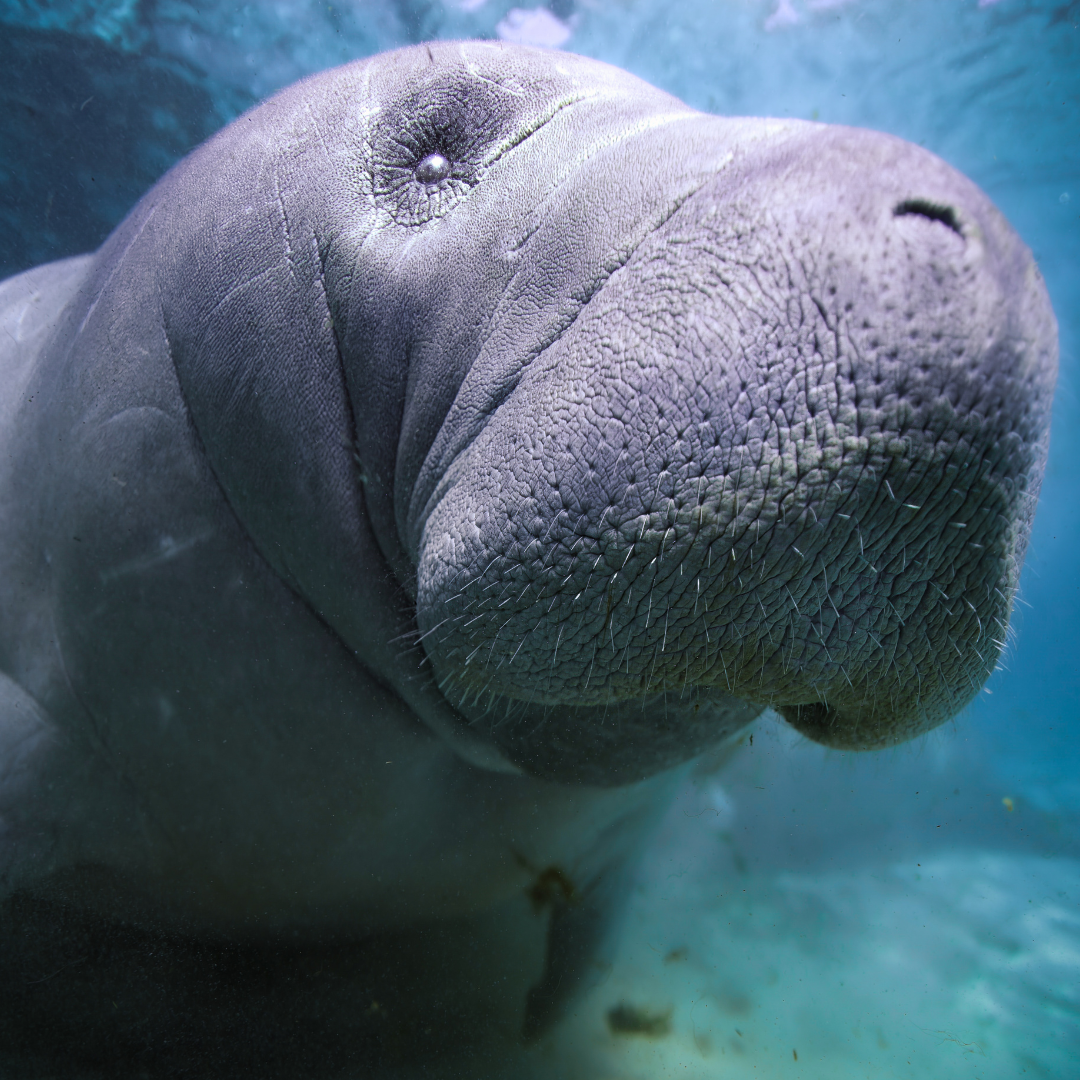 Explore with Logan Graham and BLU3 - Innovative Dive Systems